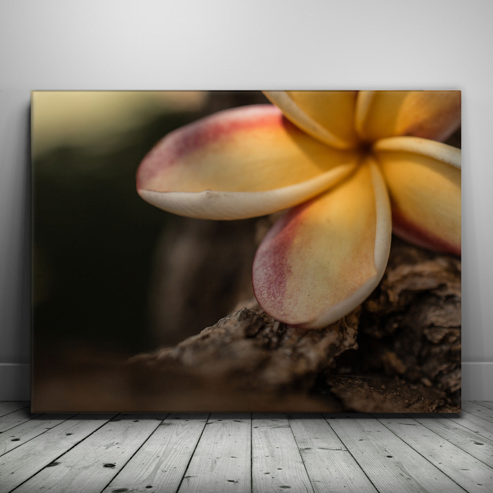 Laying Plumeria, Maui – TheGOATWallArt